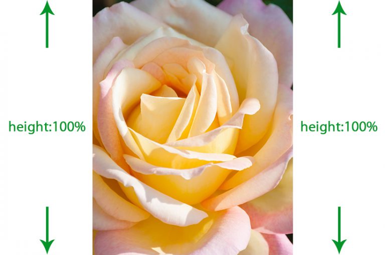 Height 100 CSS height L NatsukiMemo Of WEB TIPS
